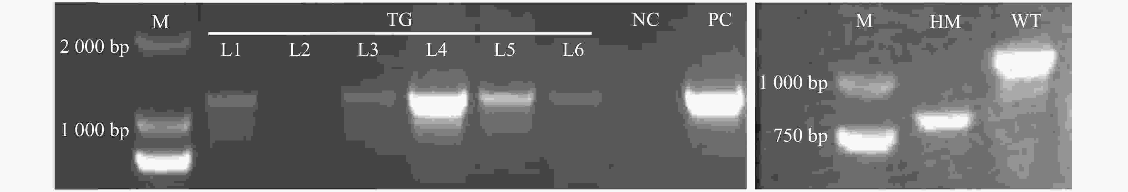 杨树 PdKNAT 7基因调控拟南芥次生细胞壁厚度的功能研究