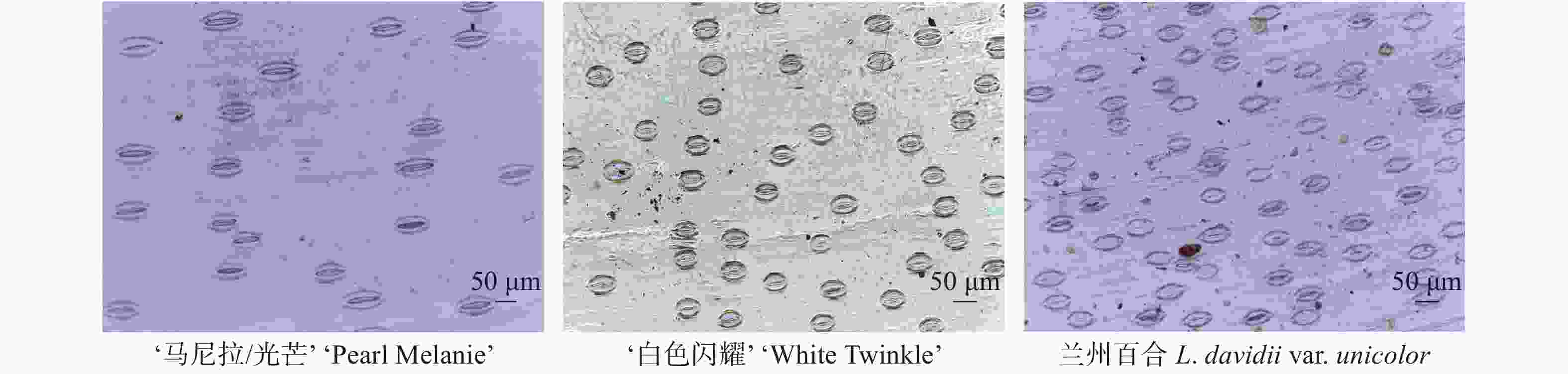亚洲百合部分品种灰霉病抗性评价及抗病生理响应