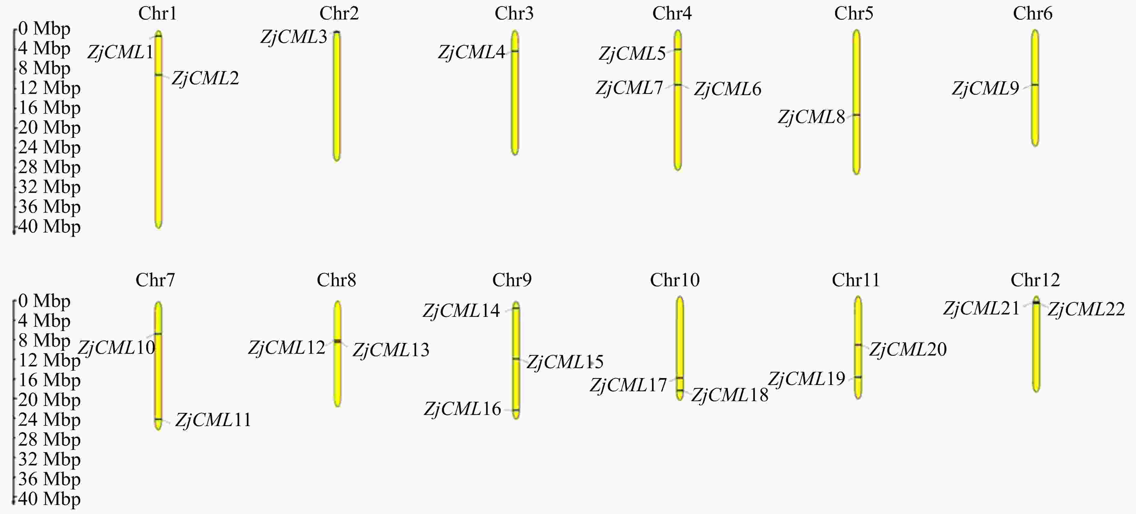 枣 CML 基因的分子特征及其抗寒性表达模式分析
