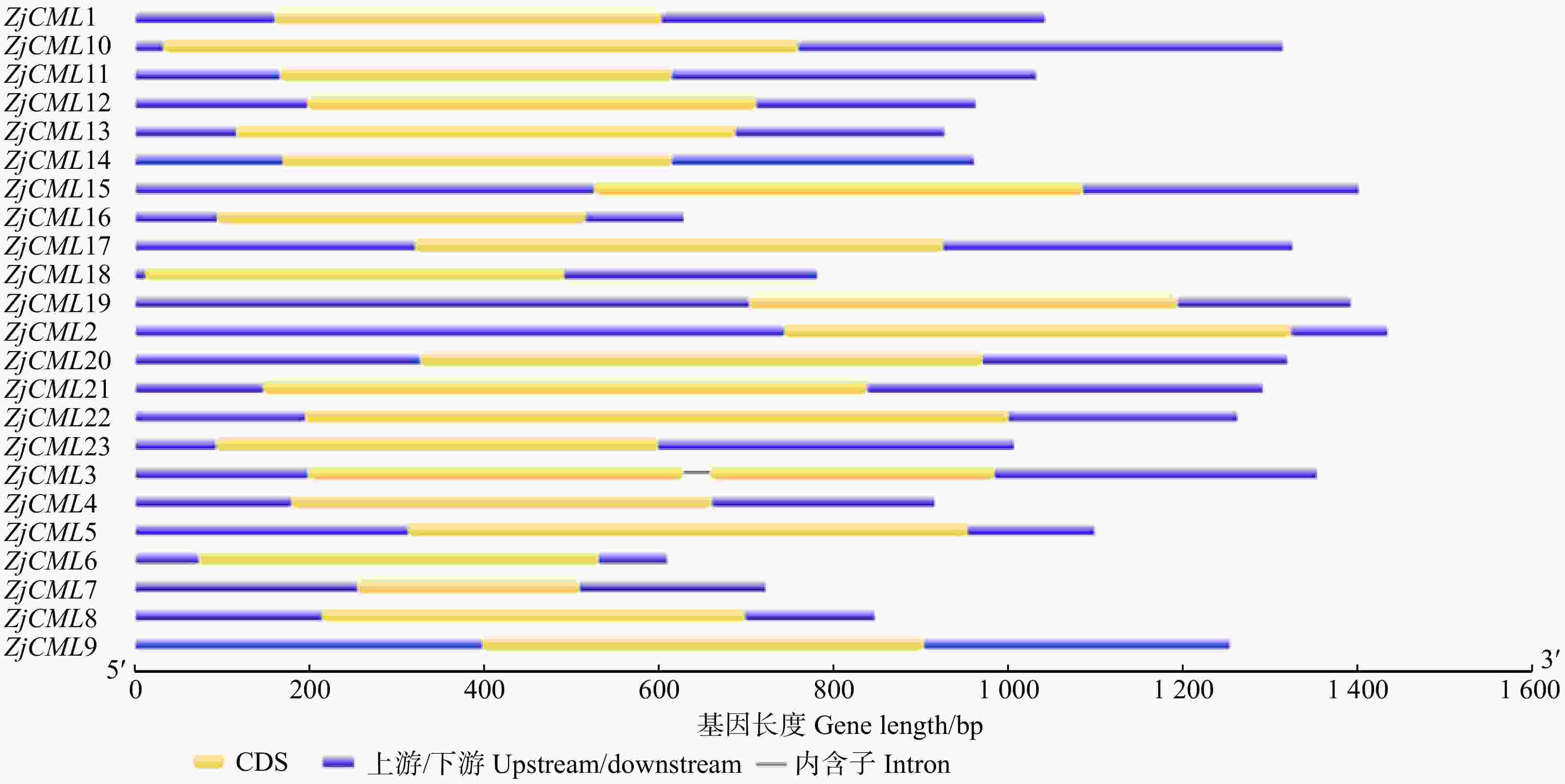 枣 CML 基因的分子特征及其抗寒性表达模式分析