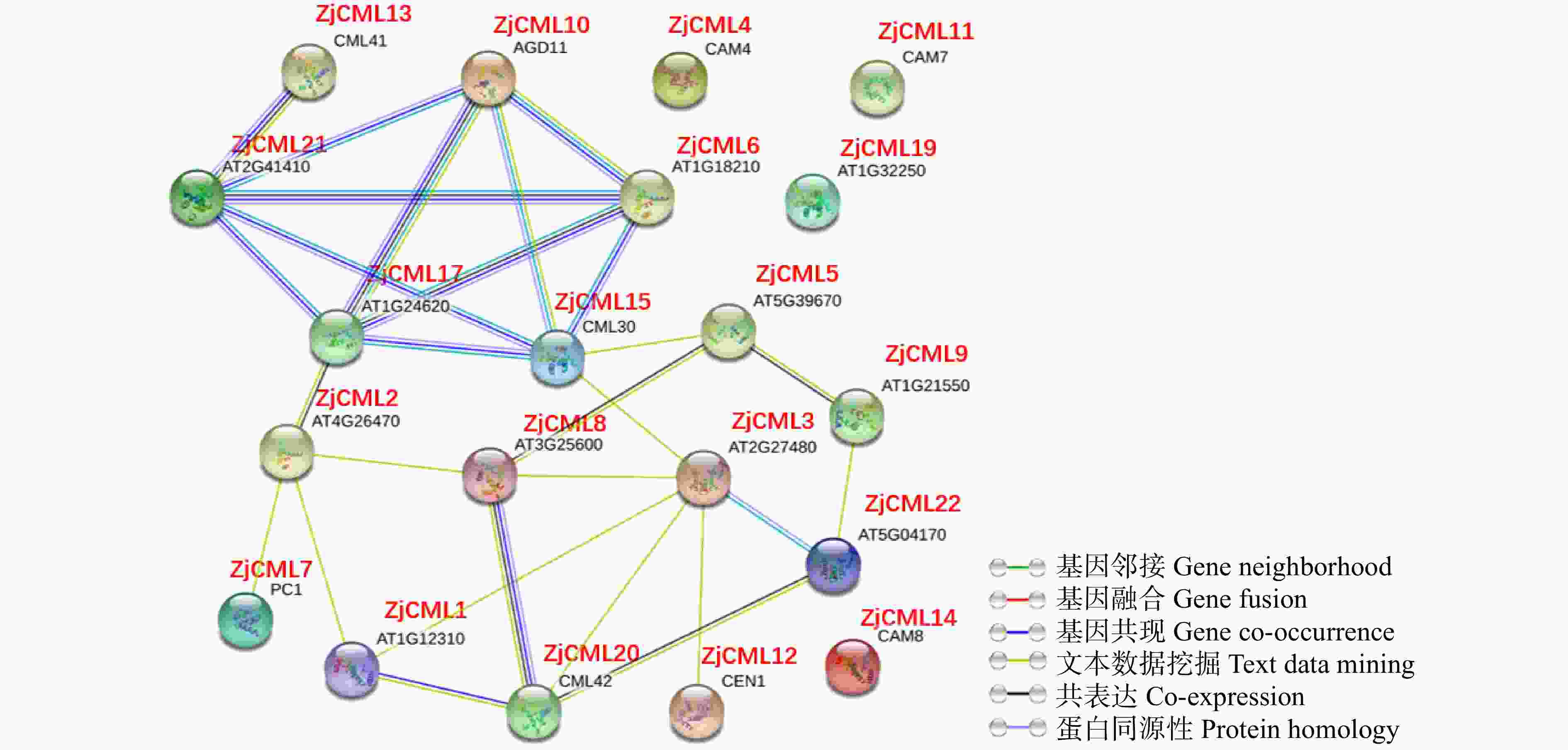 枣 CML 基因的分子特征及其抗寒性表达模式分析